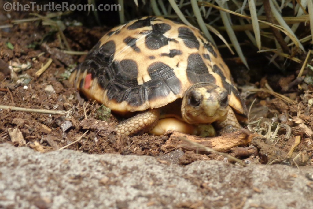 Uncovering the Truth – Dr. Diva Off the Leash